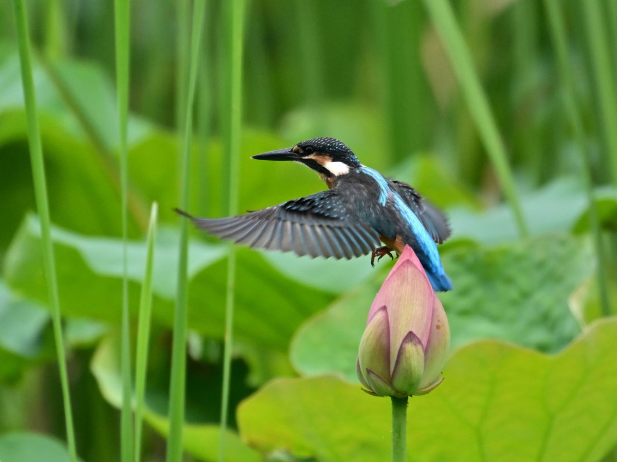 ハスカワ | GANREF