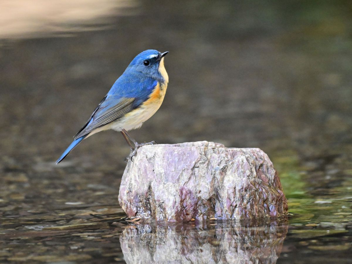 ルリビタキ | GANREF