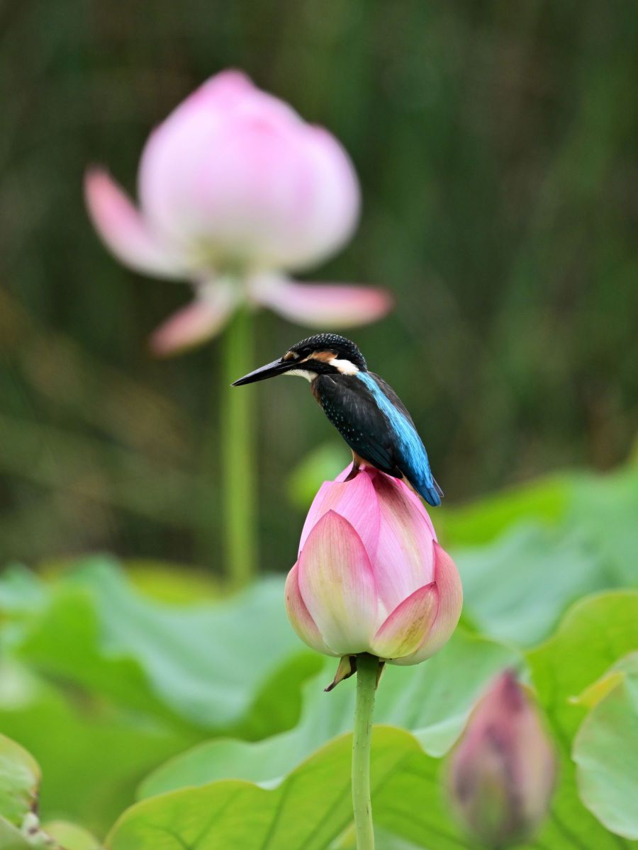 DSC_2806-1.JPG | GANREF