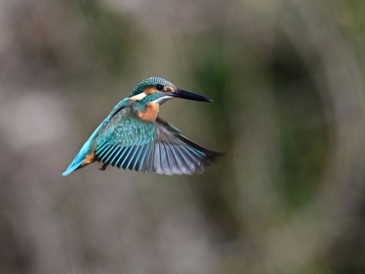 ホバリング | GANREF