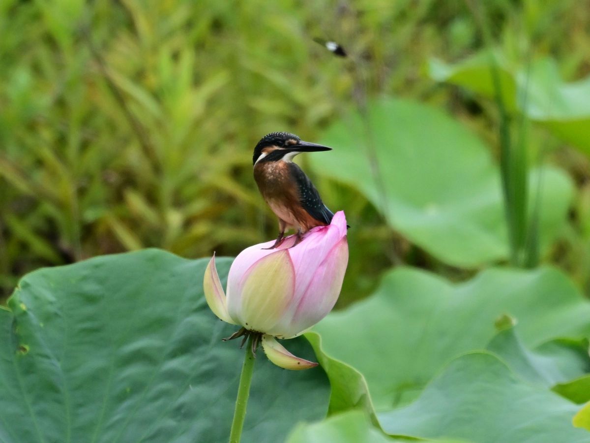 ハスカワ | GANREF