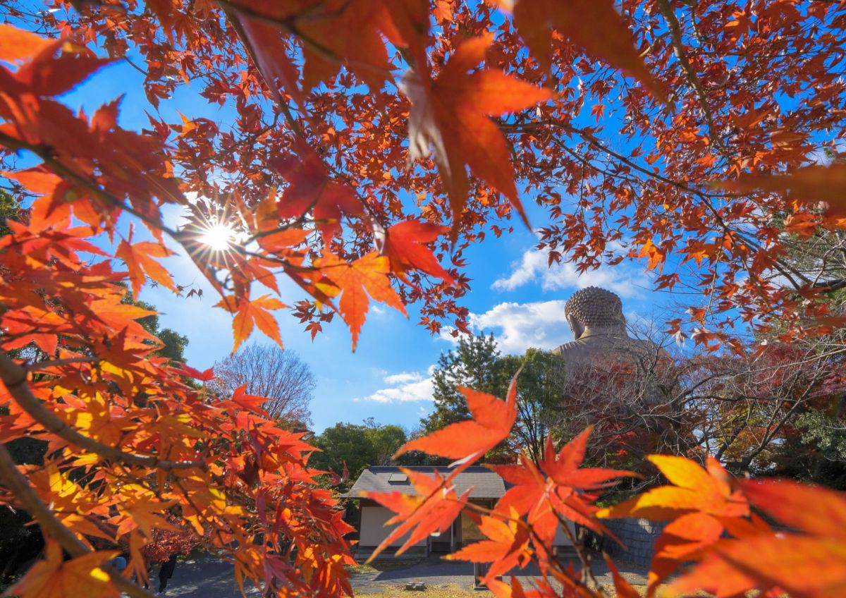 ひかる君 | GANREF