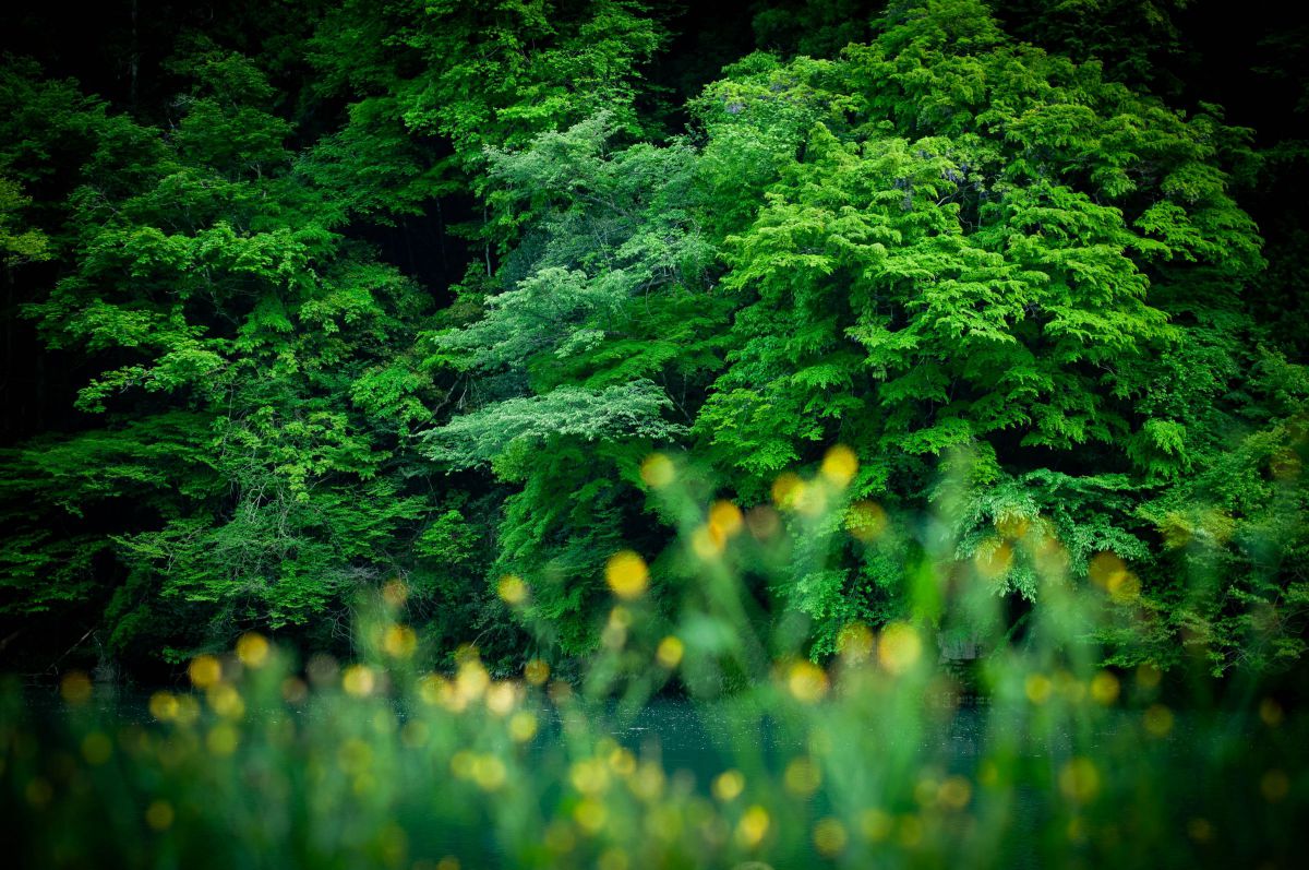 花を添えて | GANREF