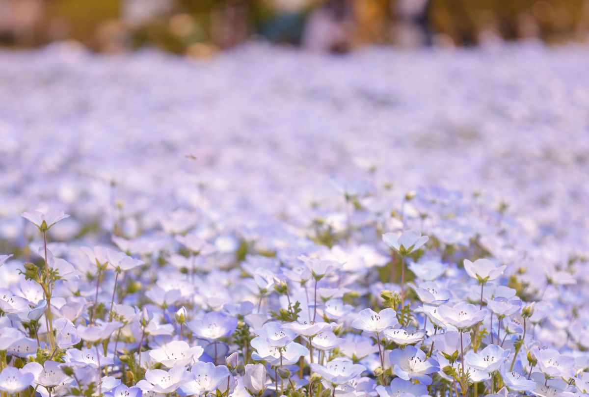 ネモフィラ2 | GANREF