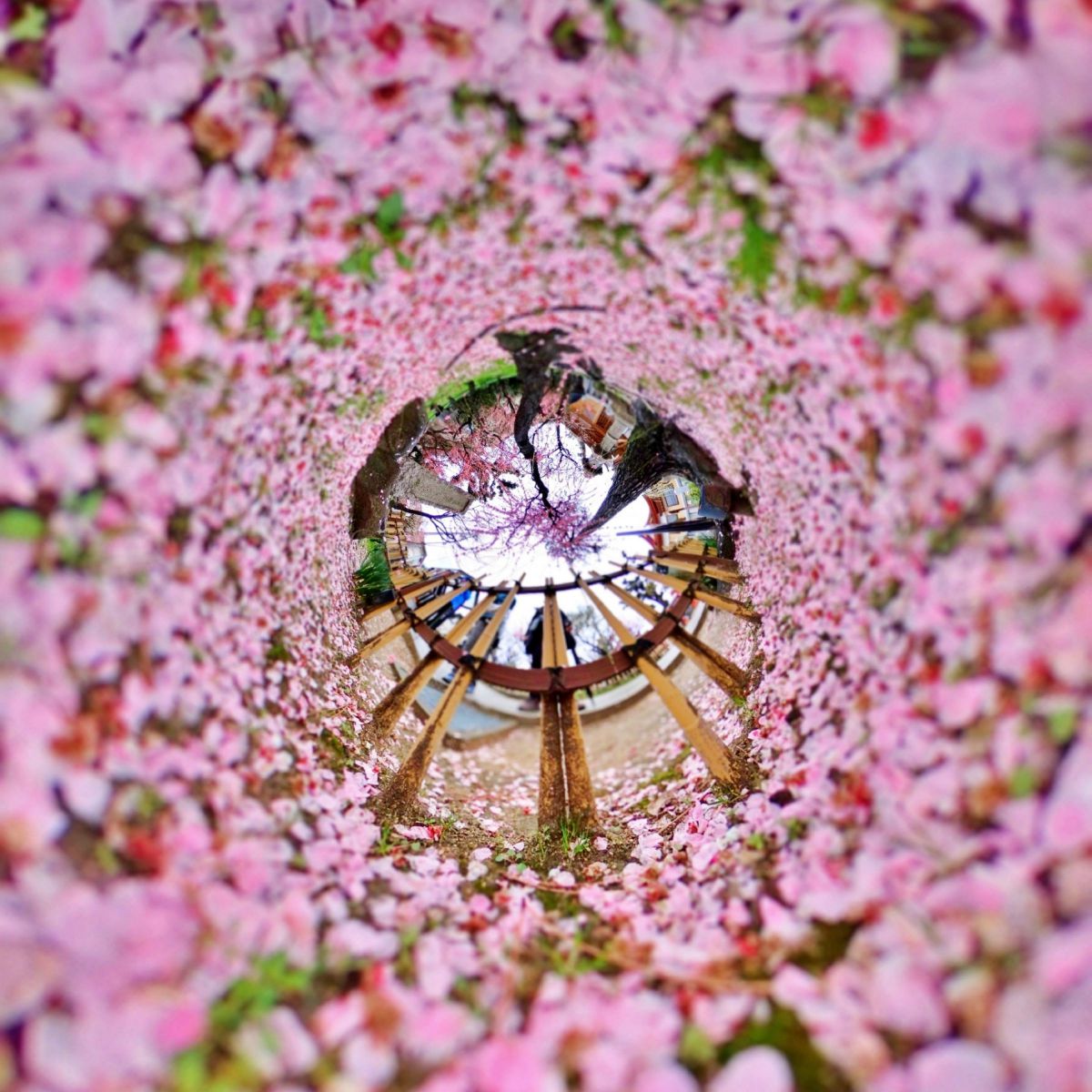 須磨寺のしだれ梅 | GANREF