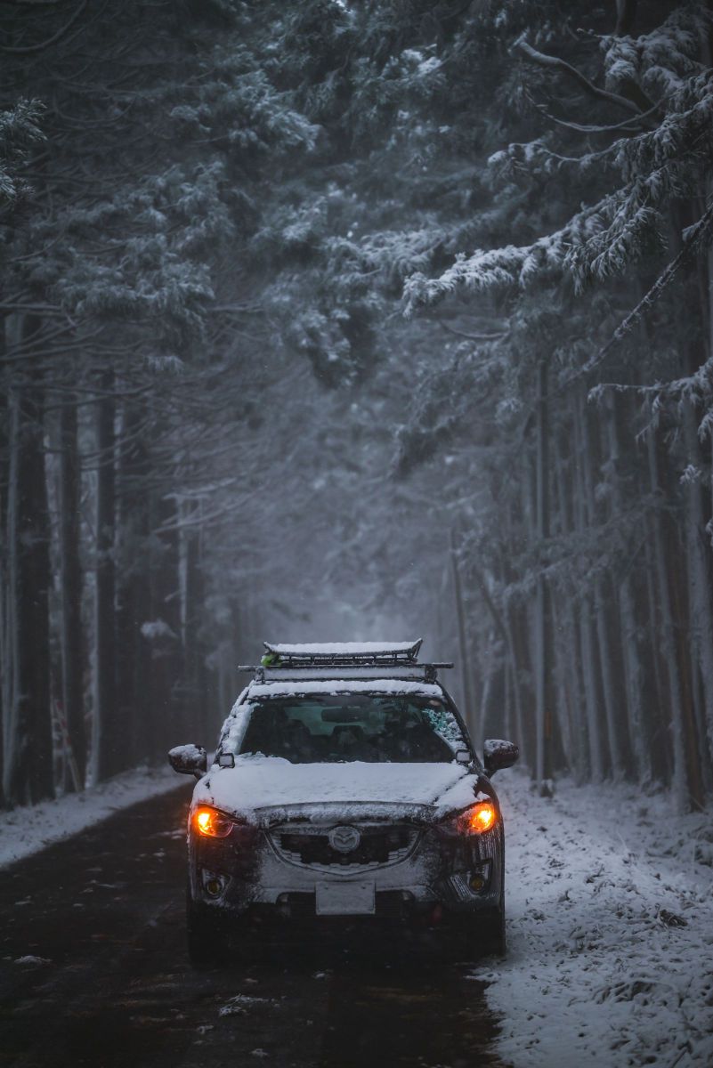 snow forest | GANREF