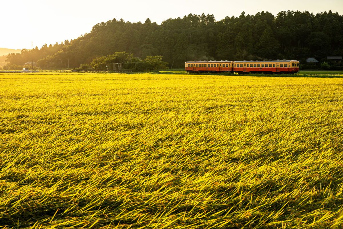 黄金色の海 | GANREF