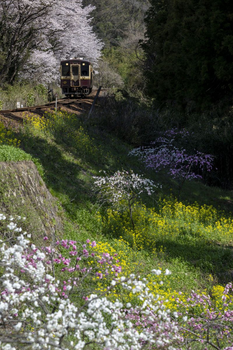 咲き乱れる | GANREF