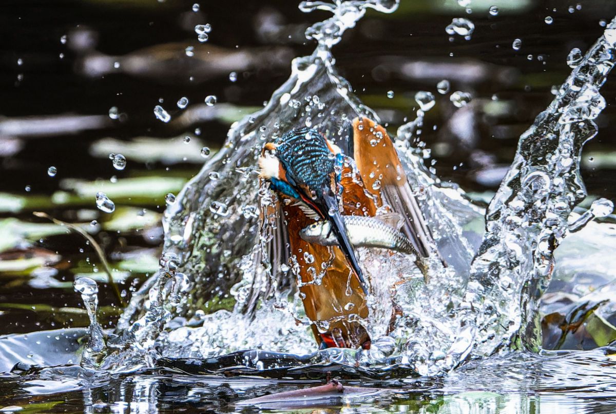 まるでゴジラ(笑) | GANREF