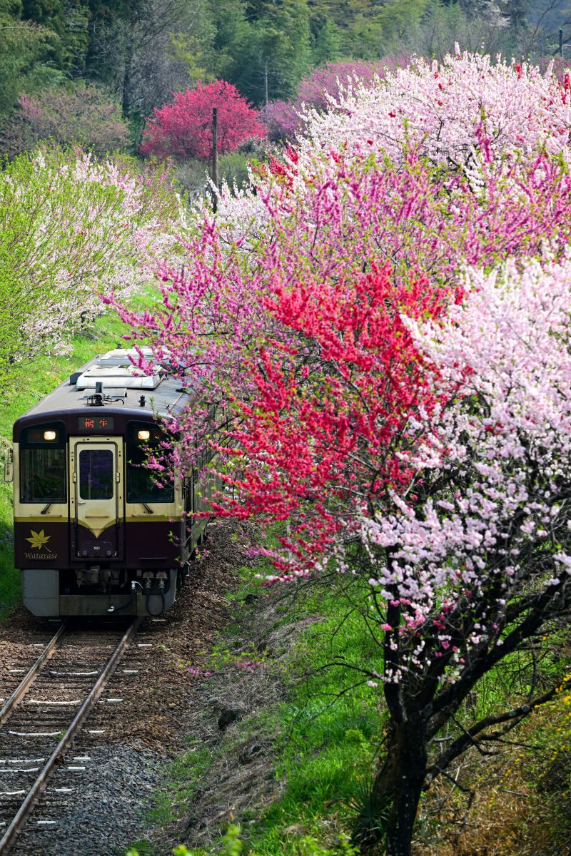 花桃列車 | GANREF