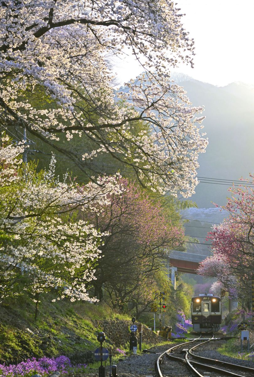 朝日に照らされて | GANREF