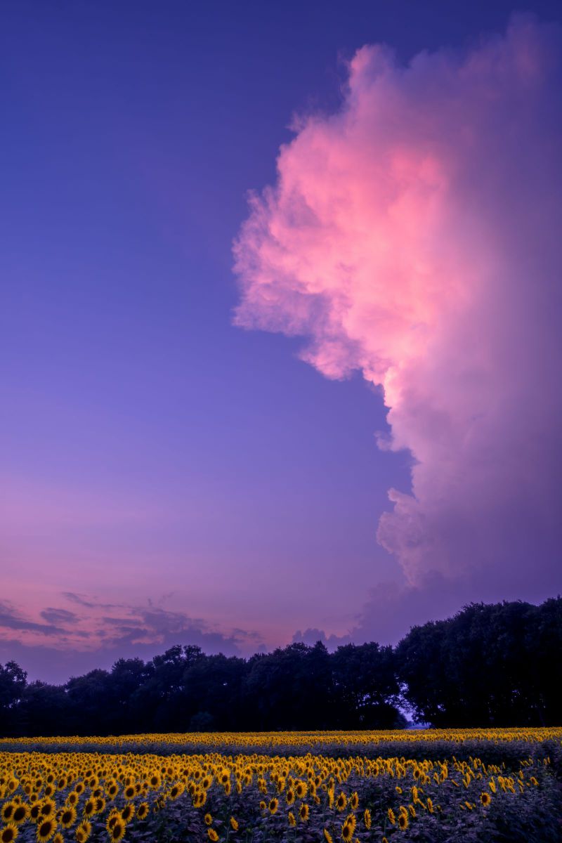 逃げ惑うひまわり | GANREF