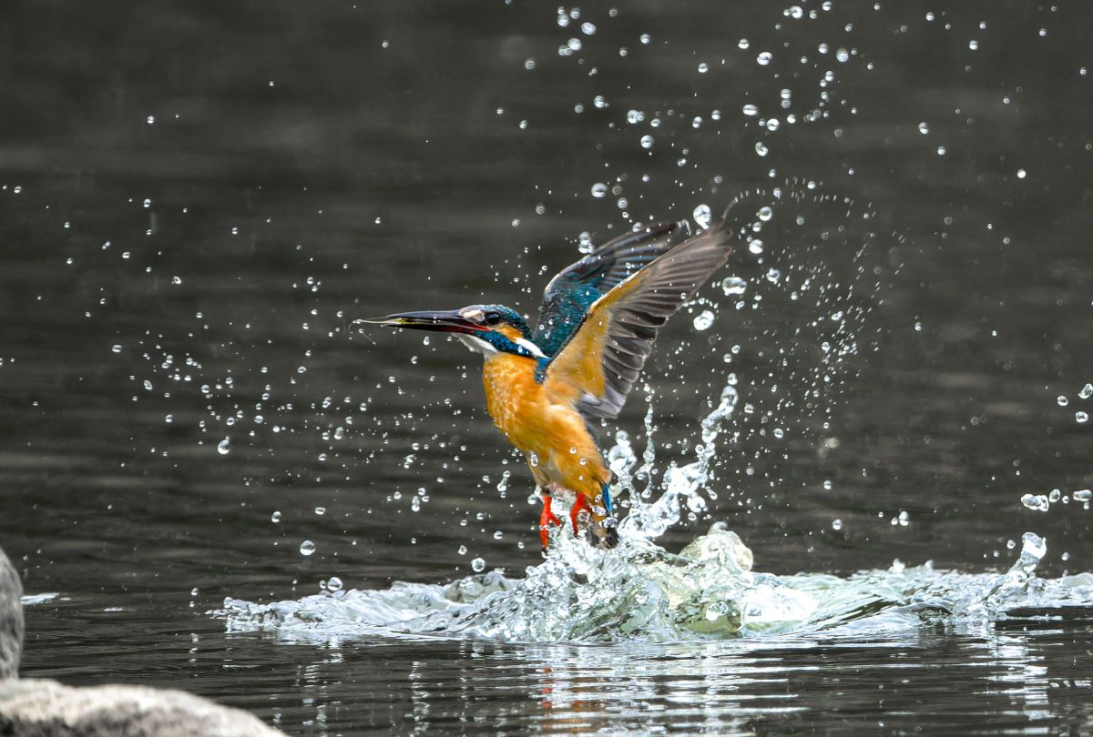 ちっちゃいエビ | GANREF