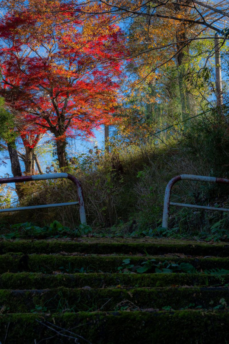 廃校跡のもみじ | GANREF