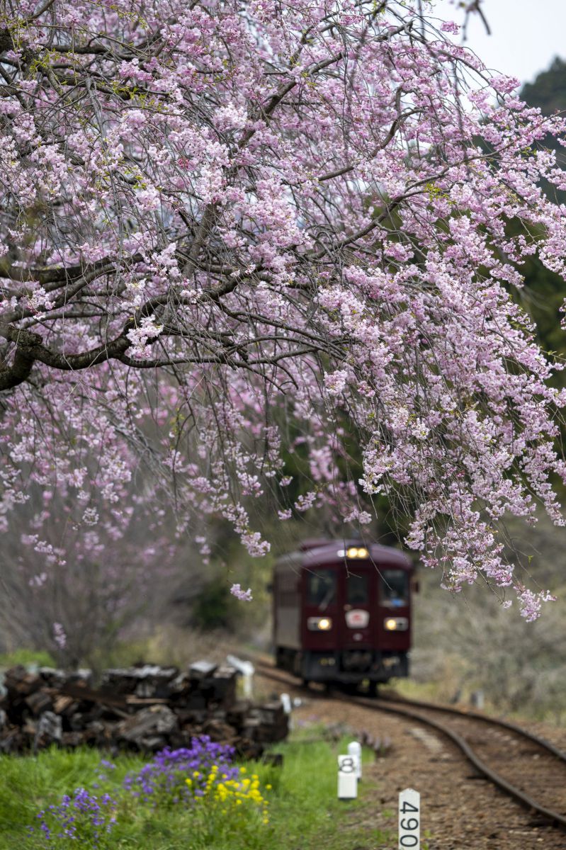 春の陽気 | GANREF