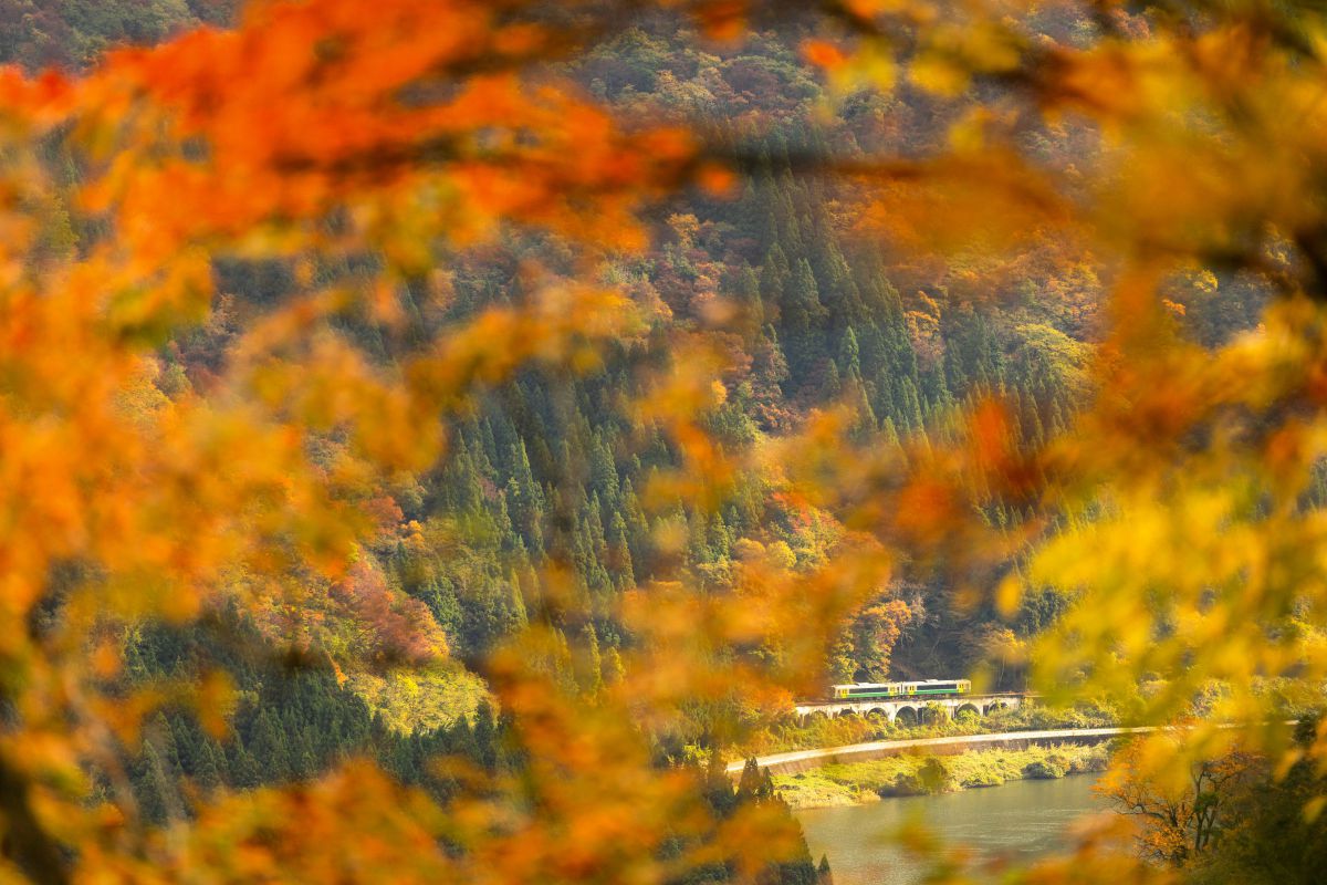 秋色の隙間から | GANREF