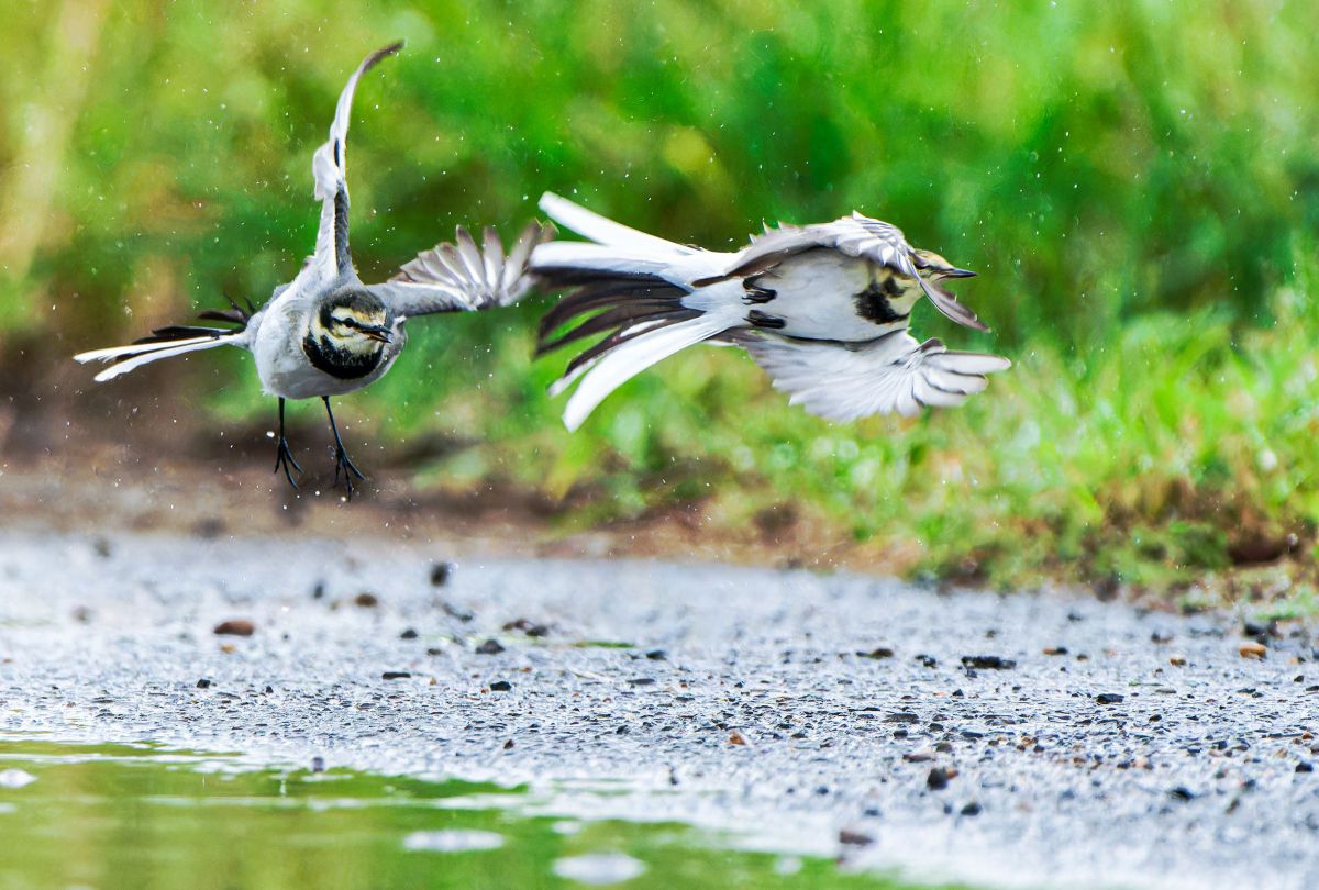 おいかけっこ | GANREF