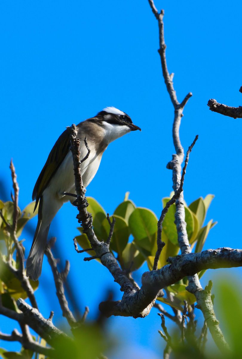 つぶらな瞳（DSC_6878） | GANREF