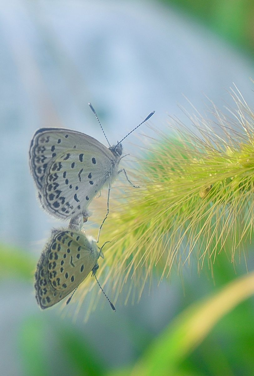二人一緒に | GANREF