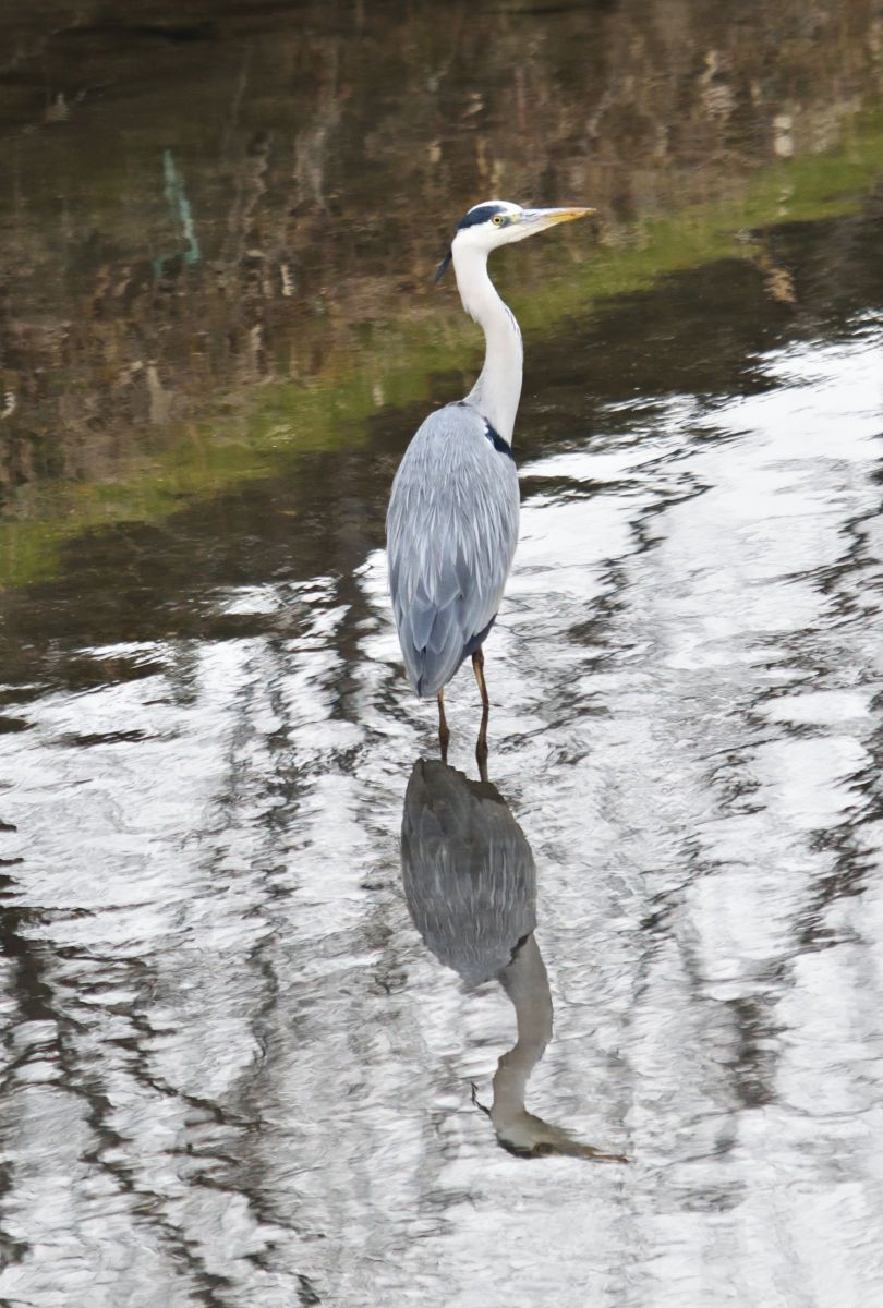 アオサギ0113 | GANREF