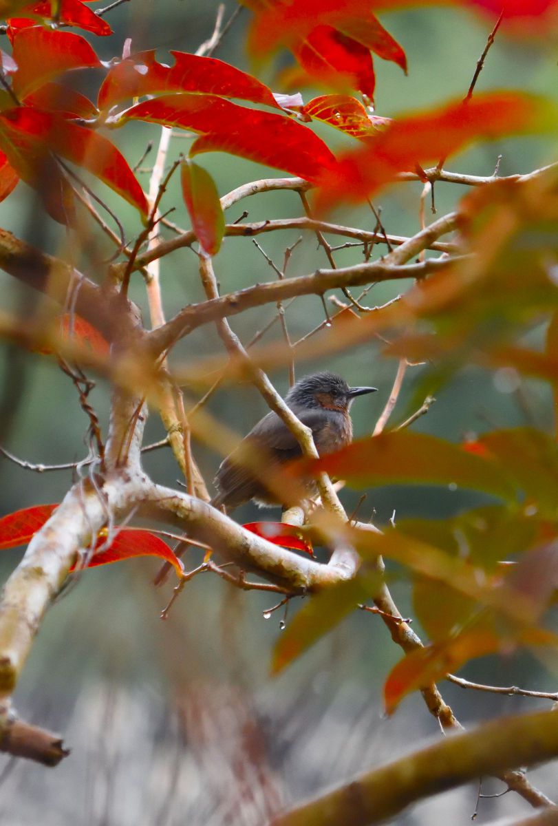 紅のヒヨドリ | GANREF