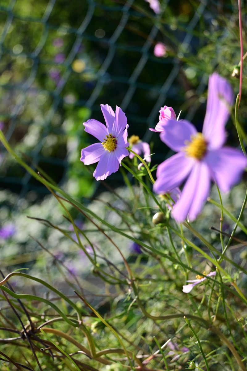 DSC_0024.JPG | GANREF