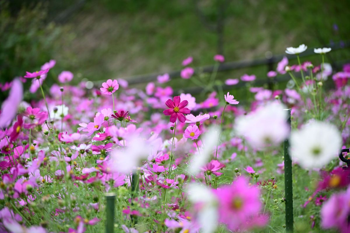 比翼連理 | GANREF