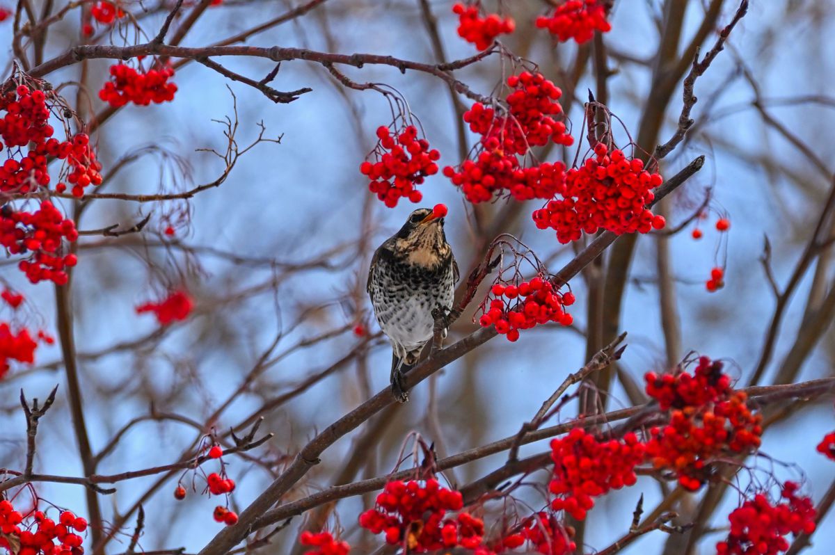 美味しいの？ | GANREF