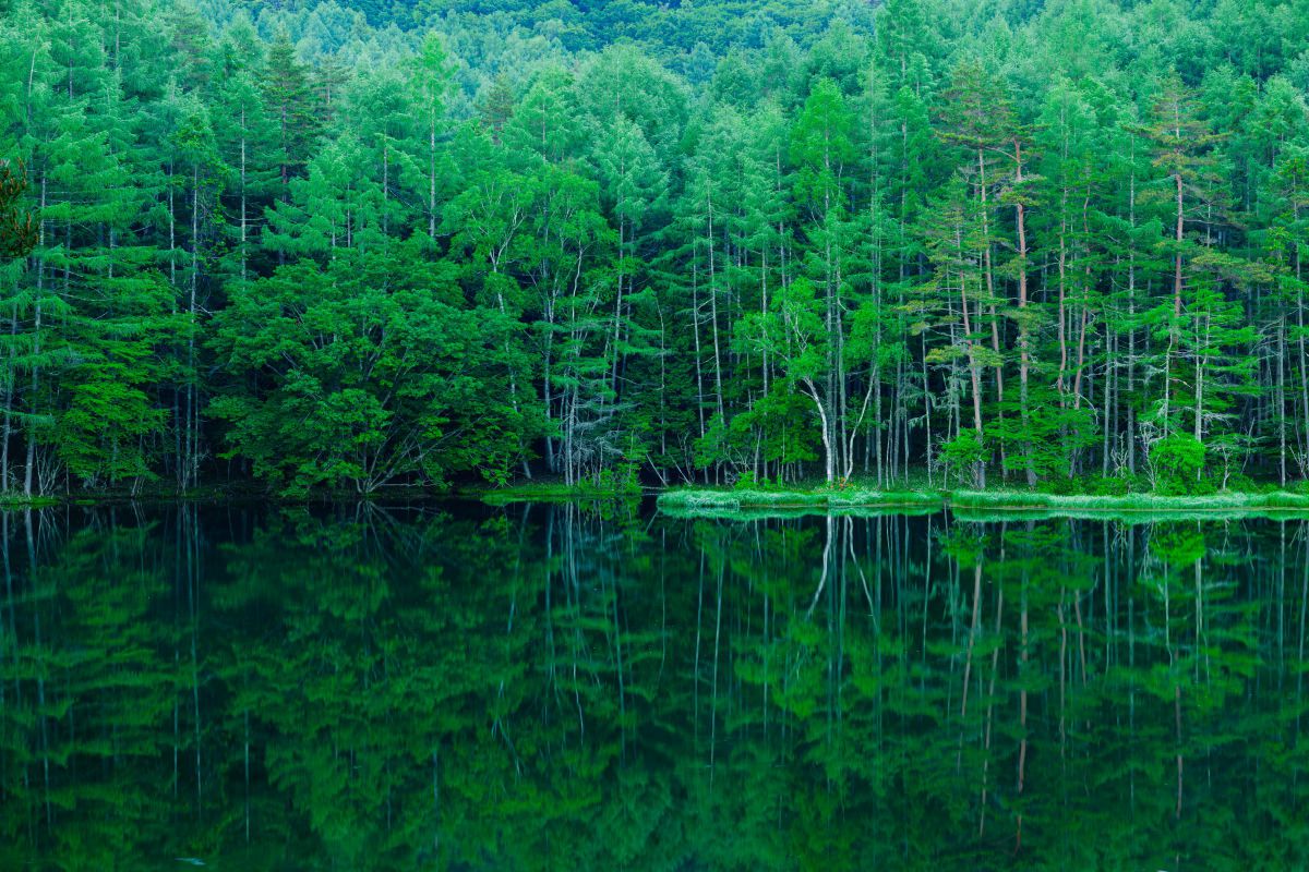 Green Resound | GANREF