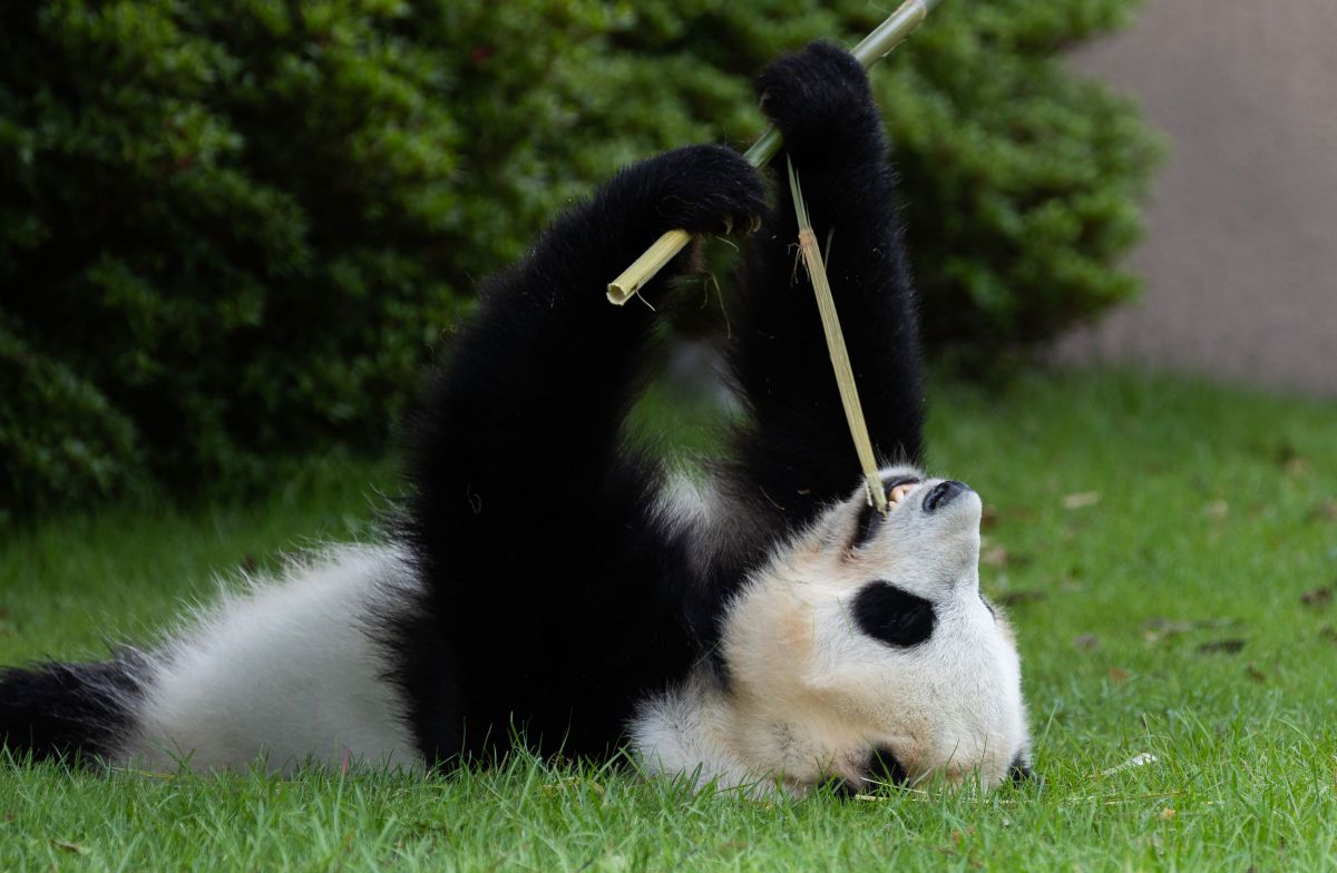 delicious bamboo | GANREF