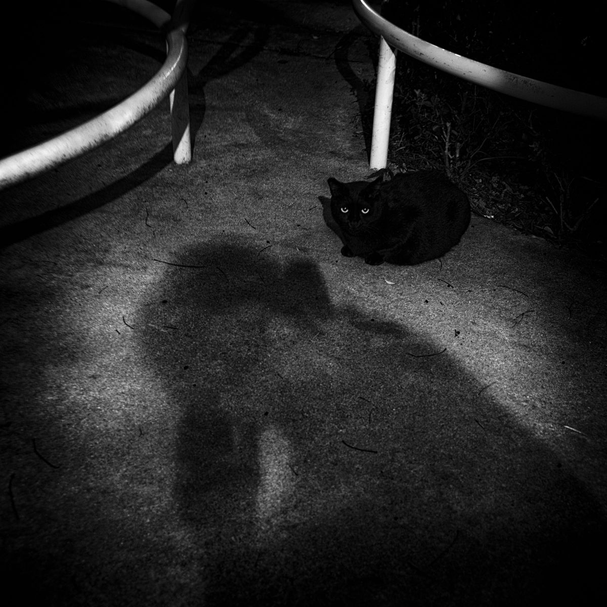 black cat 2 | GANREF