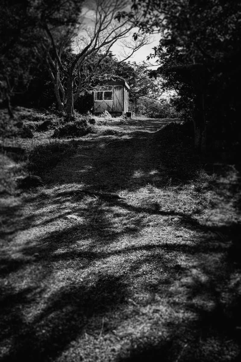 a forest path | GANREF