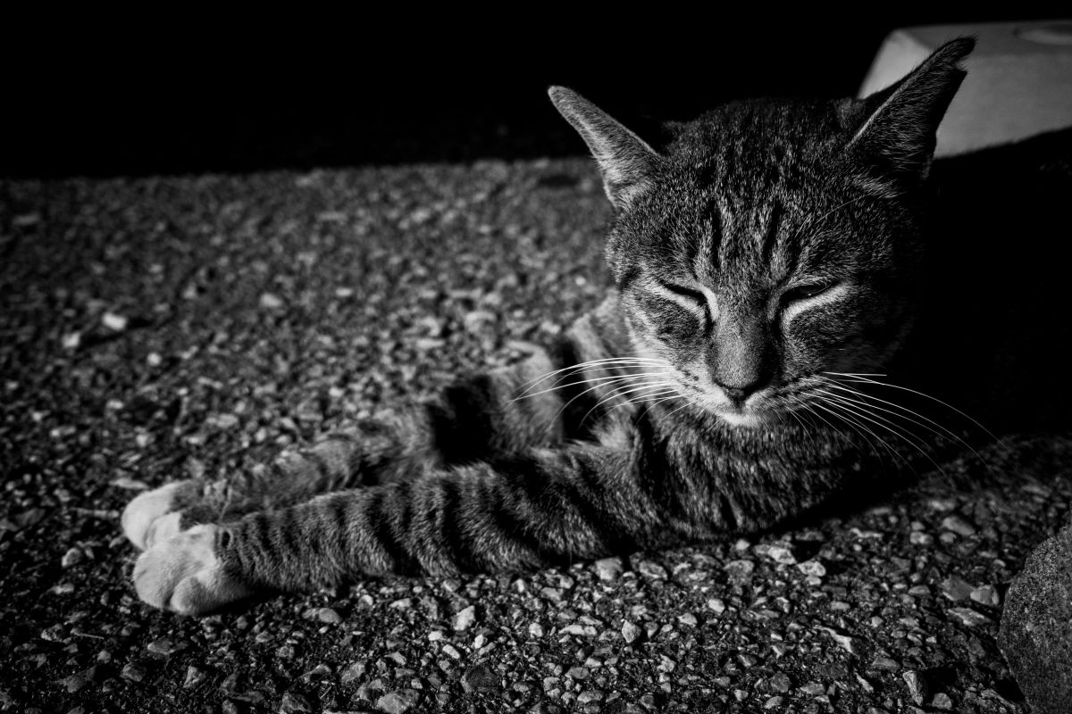 straight pose | GANREF