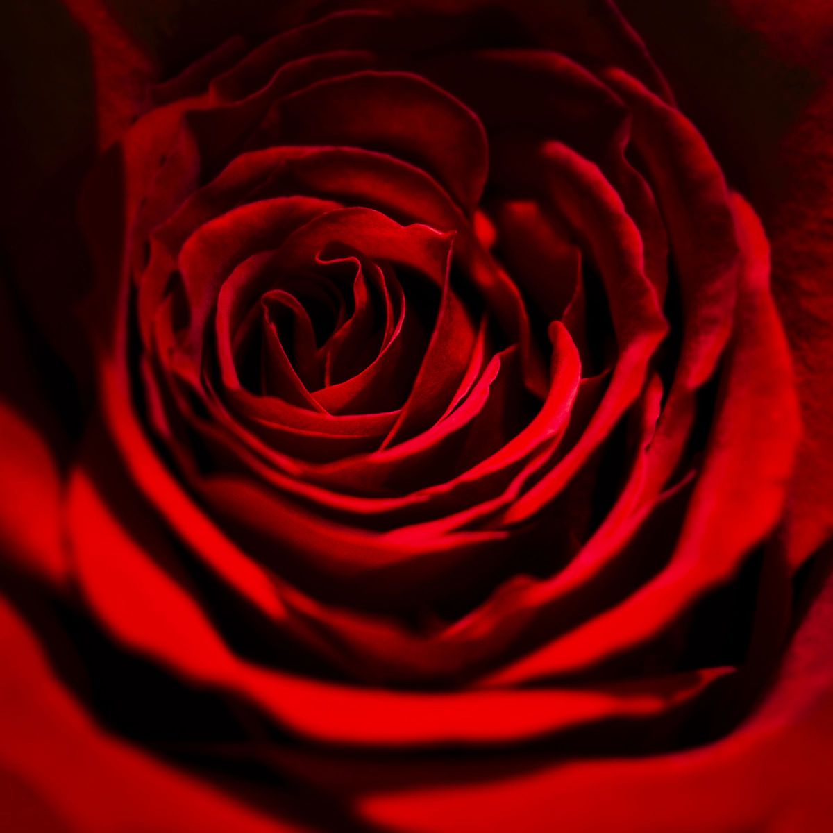 red & black | GANREF