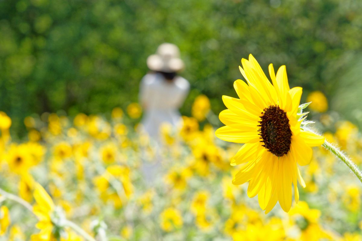 真夏の昼の夢 | GANREF