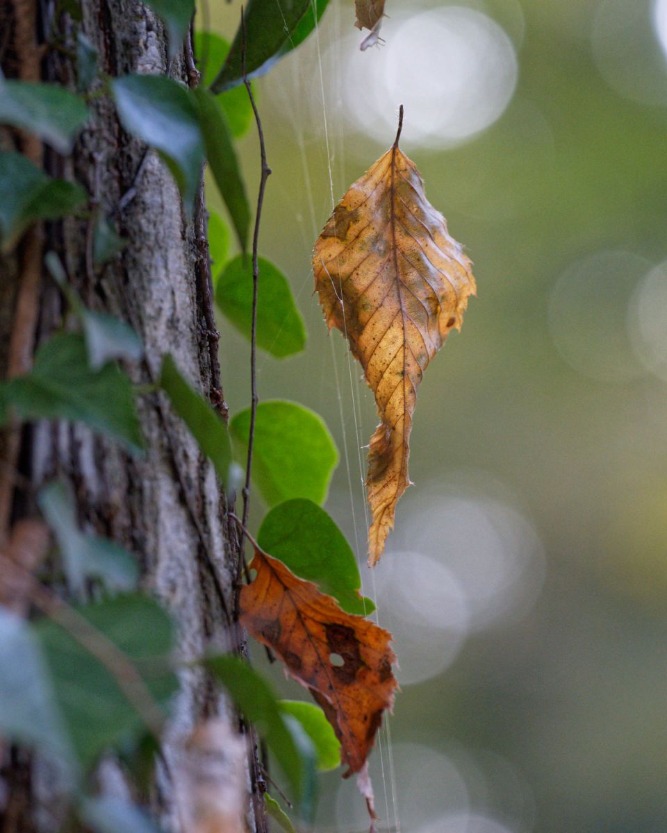 森のマリオネット | GANREF