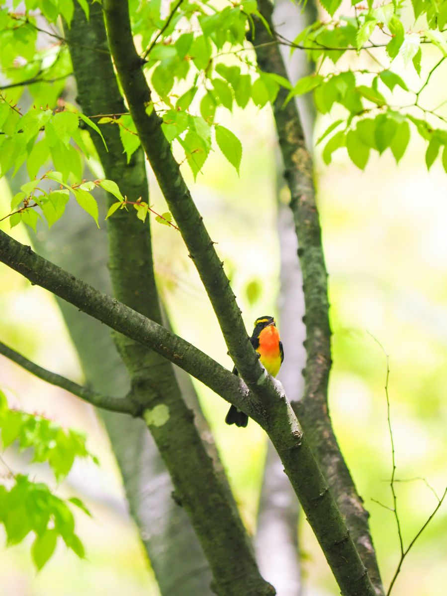 喉元鮮やか | GANREF