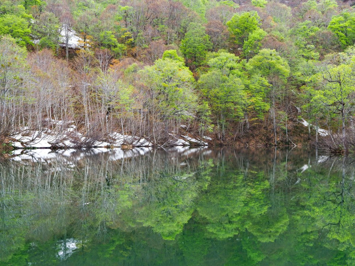 fresh green reflection | GANREF
