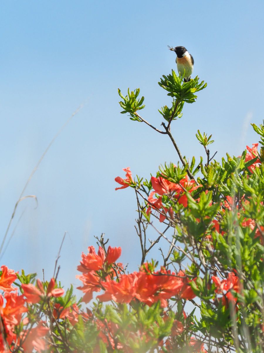 flycatcher bird | GANREF