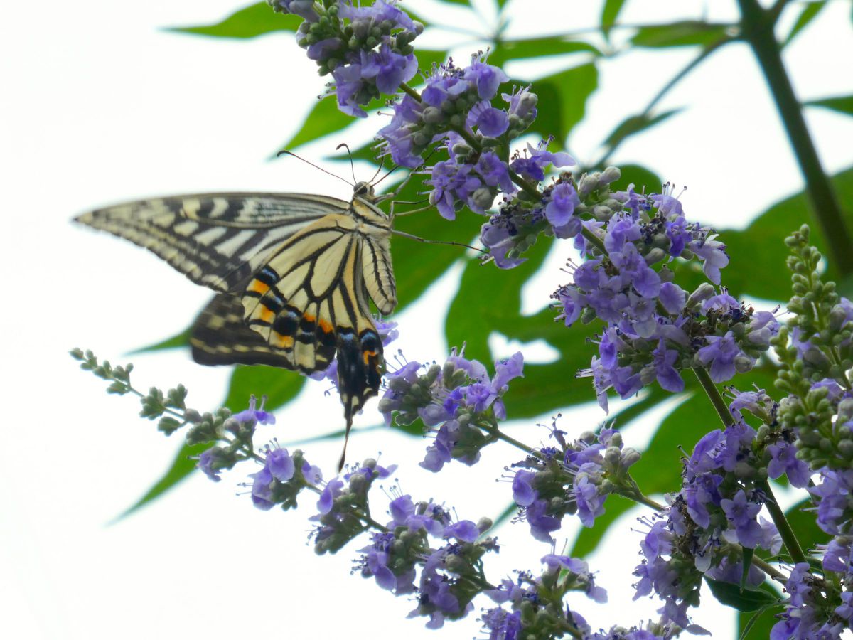 おひるごはん(「52weeks」#4) | GANREF