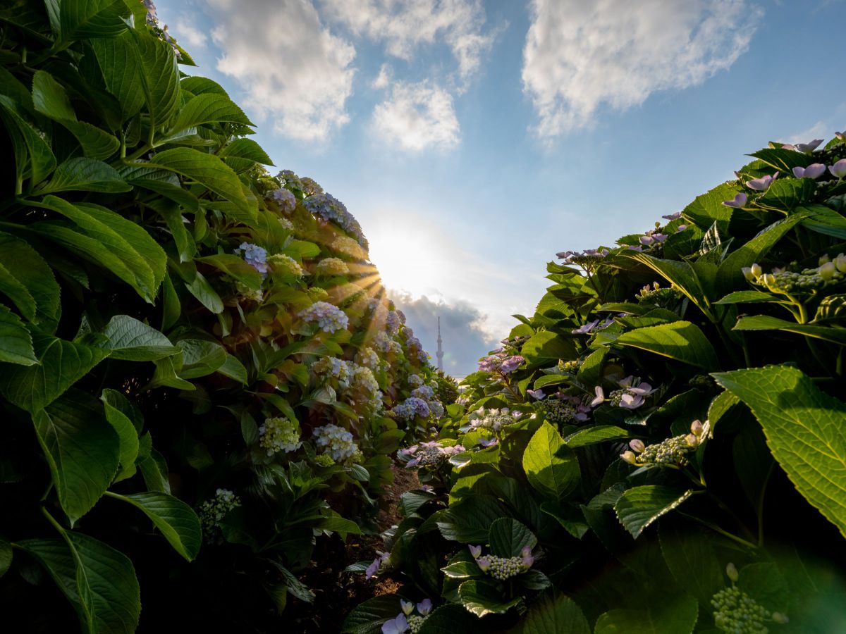 Hydrangea valley | GANREF