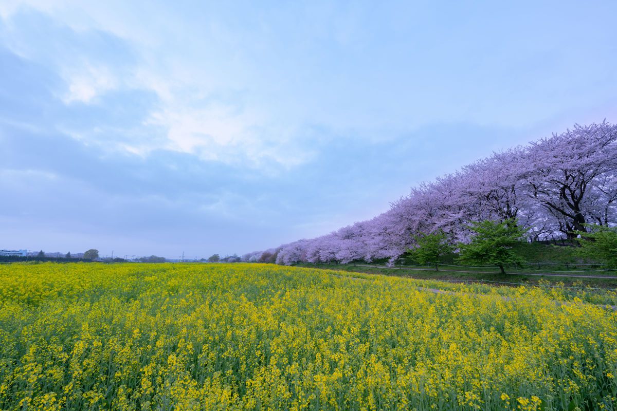 before dawn | GANREF