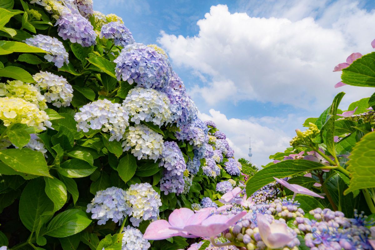 Hydrangea valley in the morning | GANREF