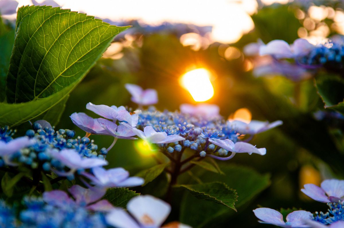 Dinner table | GANREF