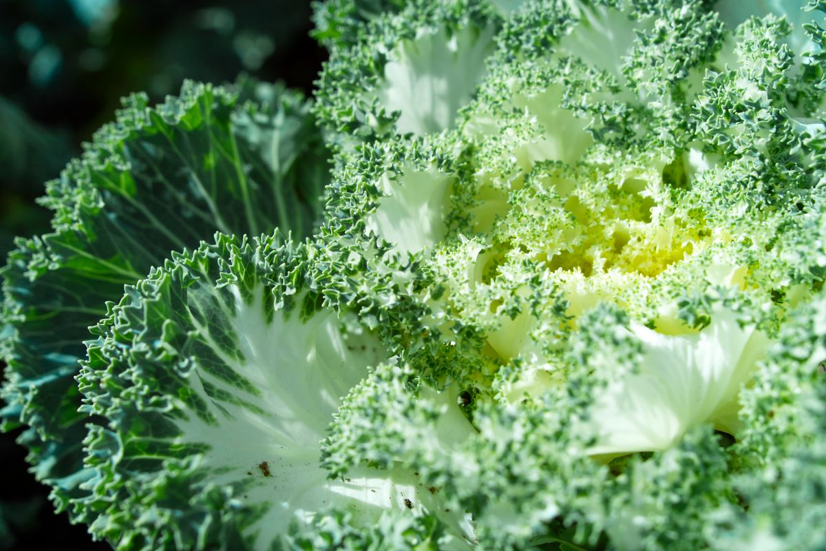 SD15&28mm/f1.8macro | GANREF