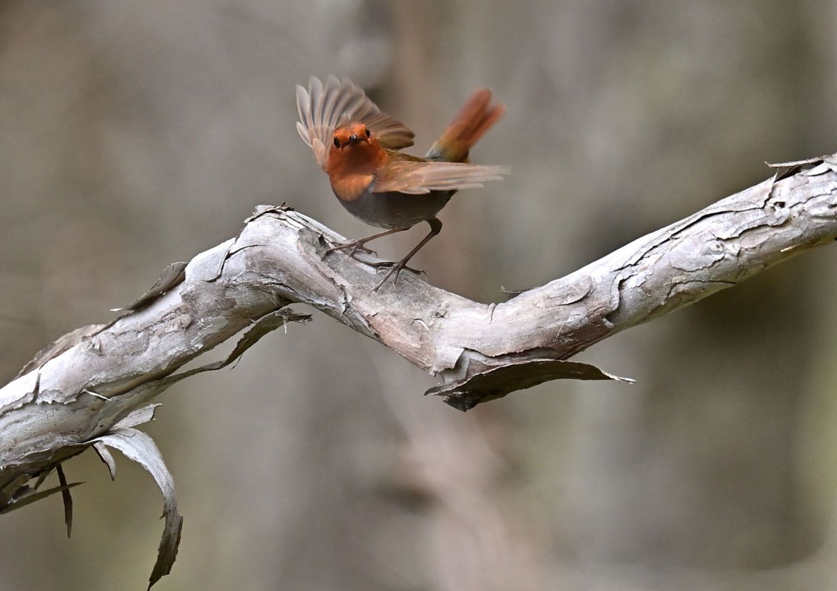 おっと！ | GANREF