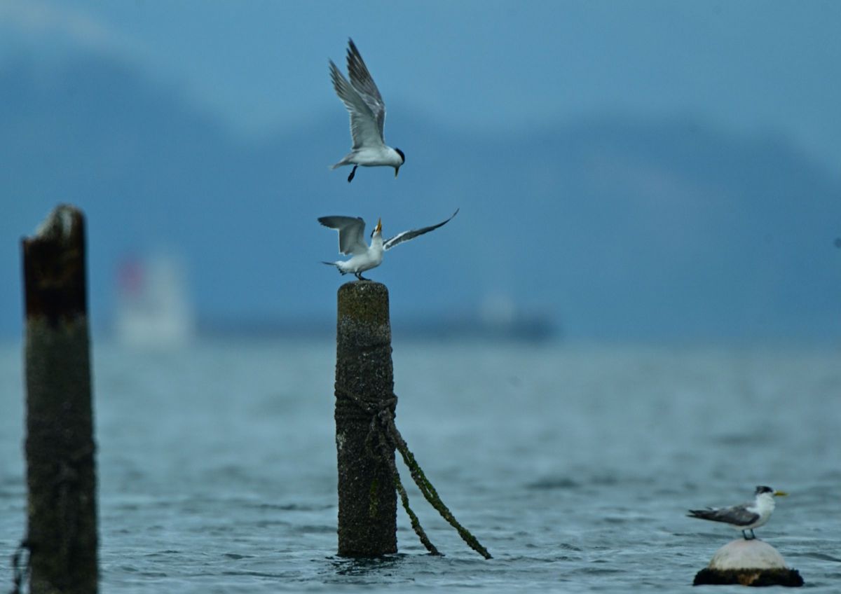 ちょっとした争い オオアジサシ | GANREF