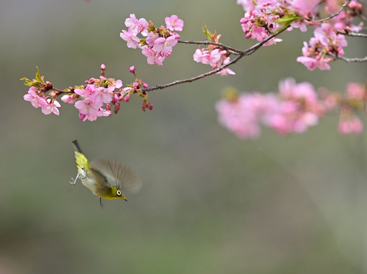 桜・・・咲く | GANREF
