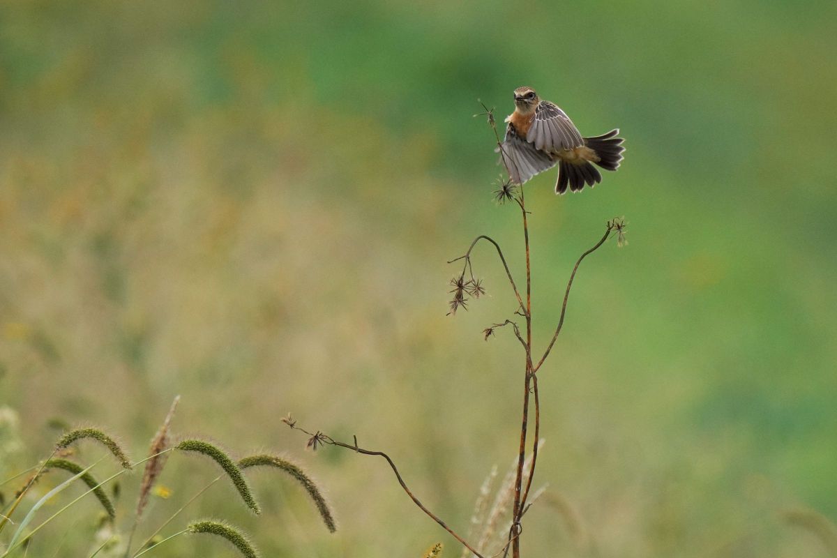 ノビタキが舞う | GANREF