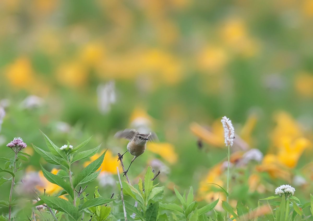 ノビタキにはニッコウキスゲがよく似合う | GANREF